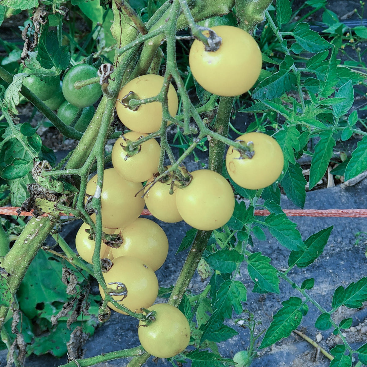 Organic White Cherry Tomato Seeds (Solanum lycopersicum) – Unique Whit – Terra Mater Gardens