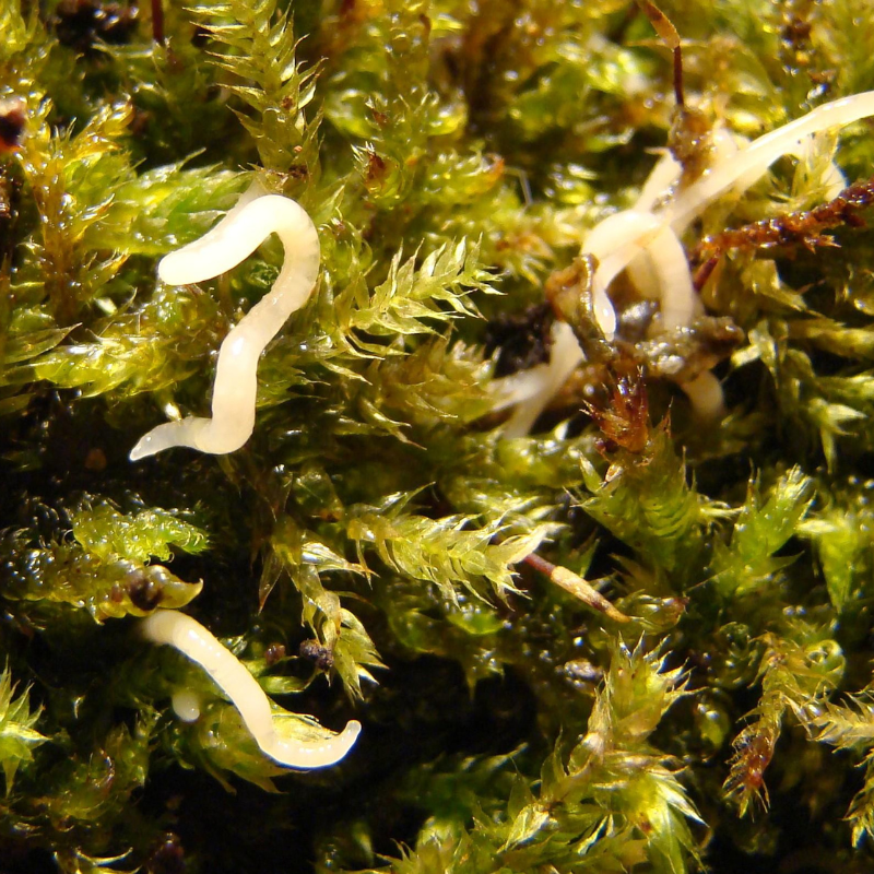 White Worm Starter Culture (Enchytraeus albidus) – Live Food Starter K – Terra Mater Gardens