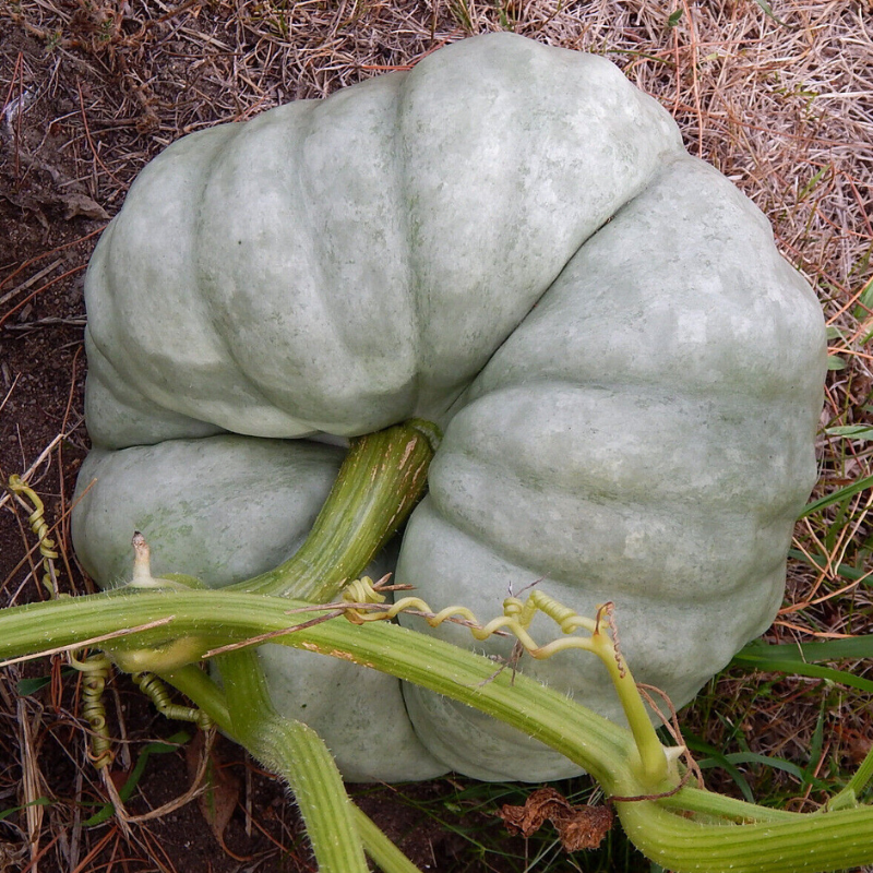 Triamble Winter Squash Seeds Organic Cucurbita Maxima Sweet Dense Terra Mater Gardens
