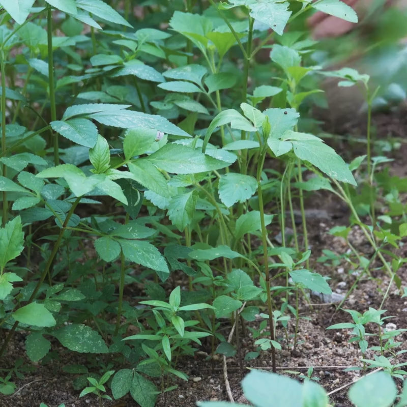 Lamb’s Quarters Organic Seeds (Chenopodium album) – Nutritious wild gr – Terra Mater Gardens