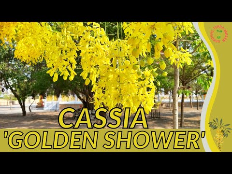 Golden Rain Tree (Cassia fistula) – Terra Mater Gardens