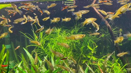 How to Build a Profitable Endler Fish Tank – Terra Mater Gardens