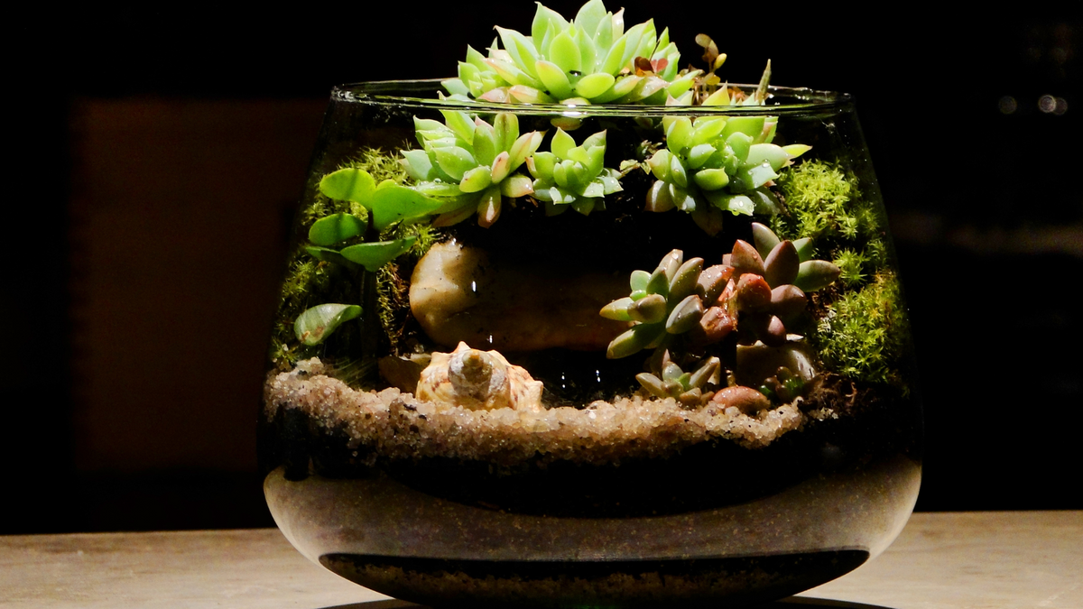 Bug Mud Substrate: The Ideal Environment for Cultivating Springtails ...