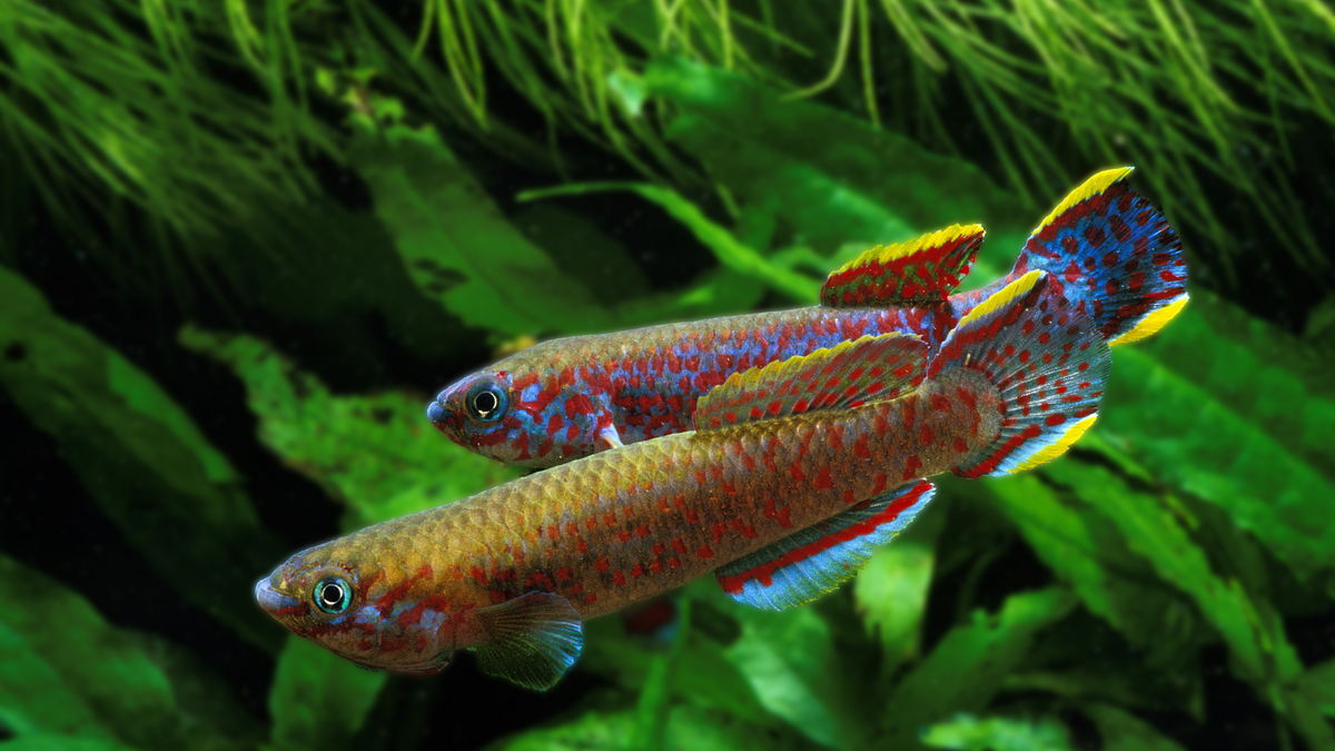 Gardneri Blue Killifish: A Vibrant Addition to Your Aquarium – Terra ...