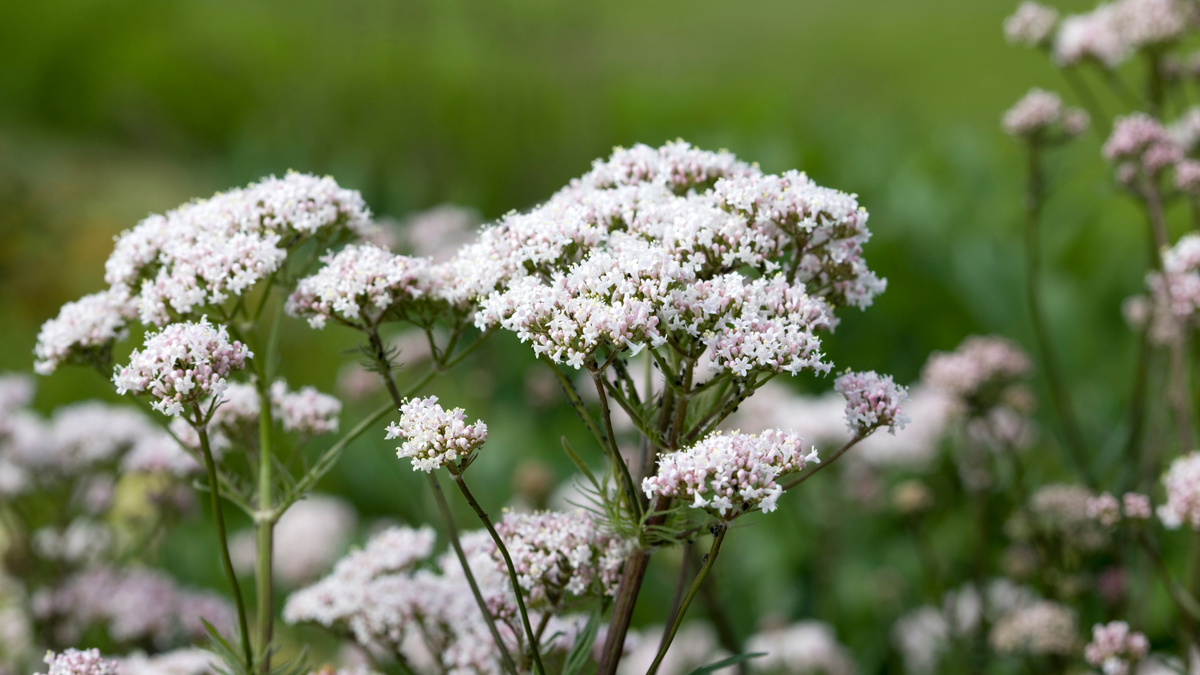 Valerian: History, Varieties, and Benefits of Nature’s Calming Herb ...