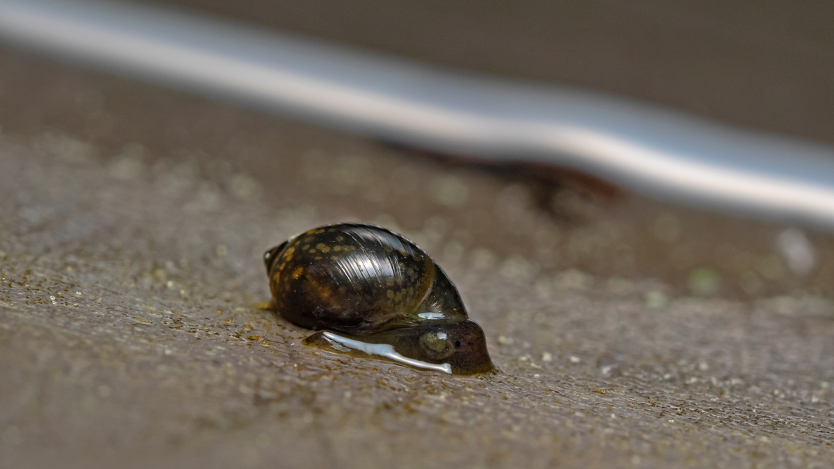 Exploring the Underappreciated Beauty of Bladder Snails: A Guide to Th ...