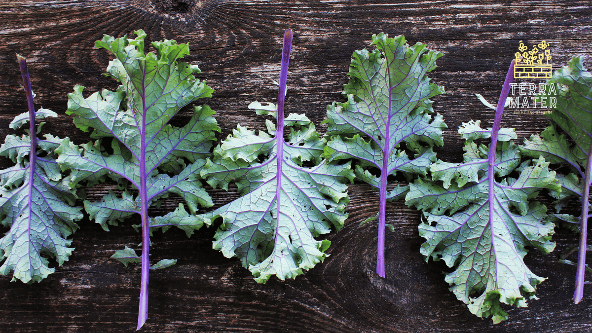 Red Russian Kale: A Nutritious Powerhouse for Your Garden – Terra Mater ...