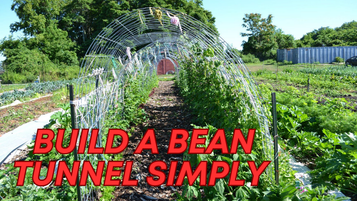Build a Bean Tunnel for Beginners: Your Step-by-Step Guide to Growing ...