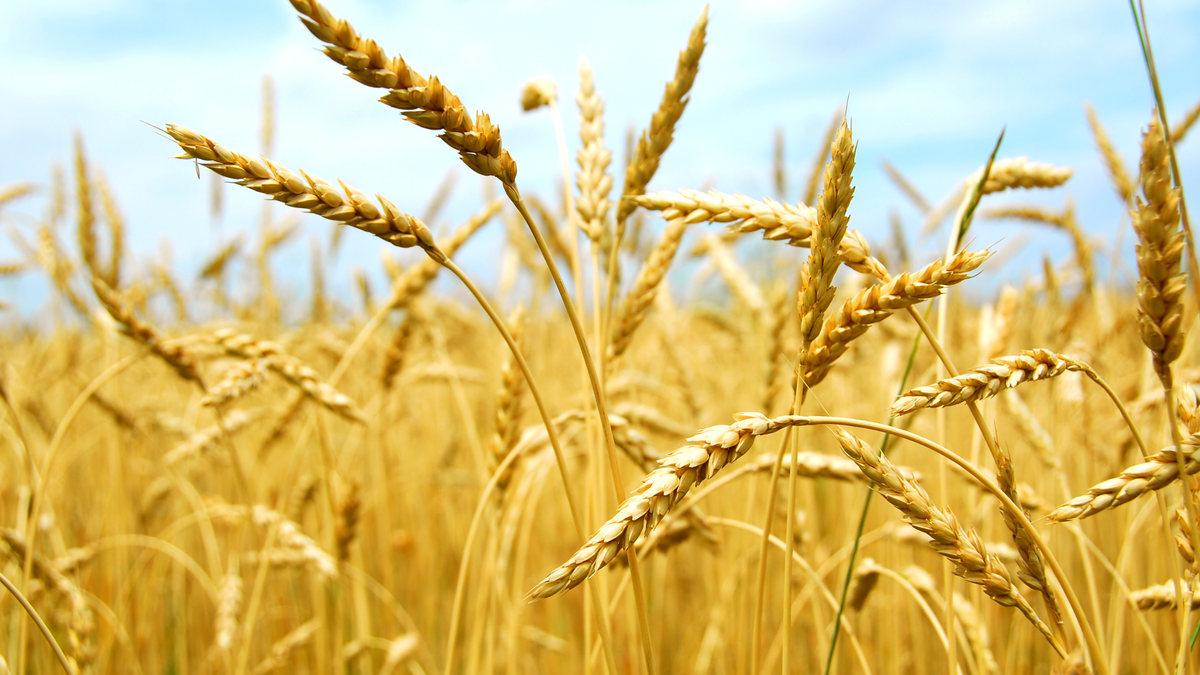 Agricultural/ Edible Grass Seeds – Terra Mater Gardens