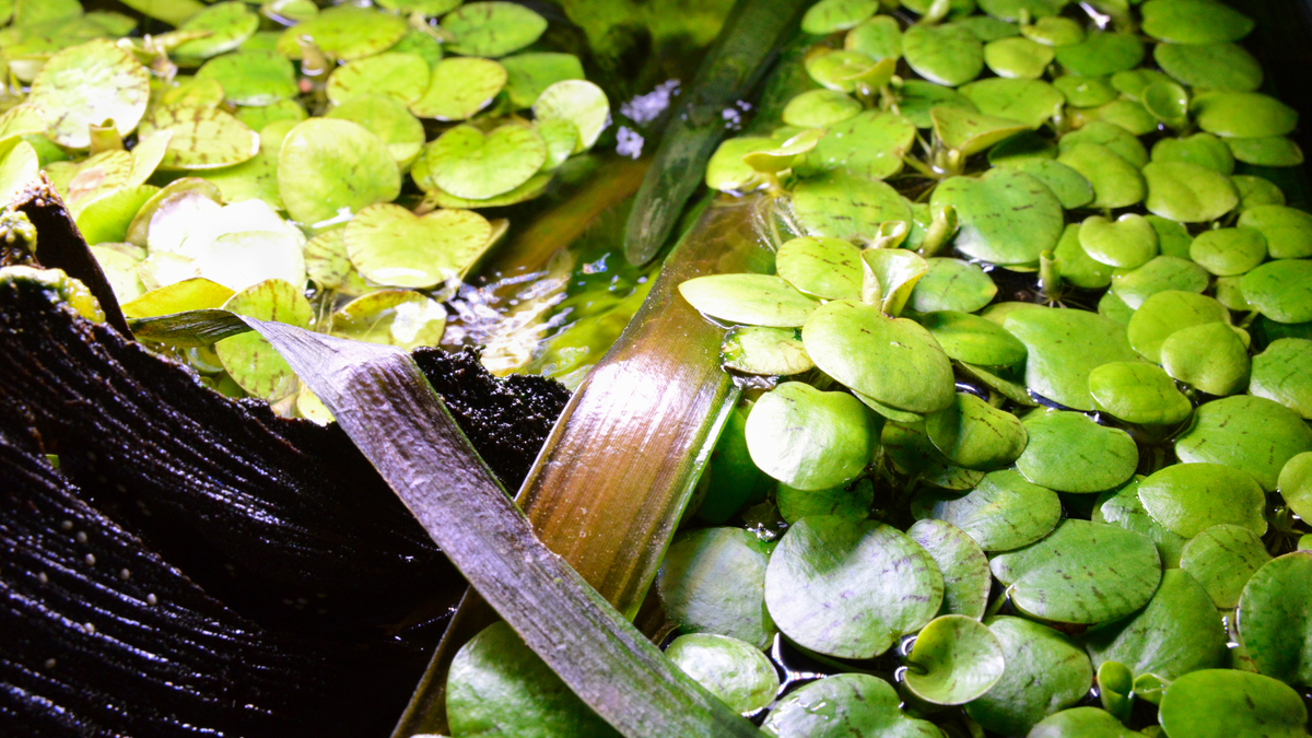 FLOATING PLANTS – Terra Mater Gardens