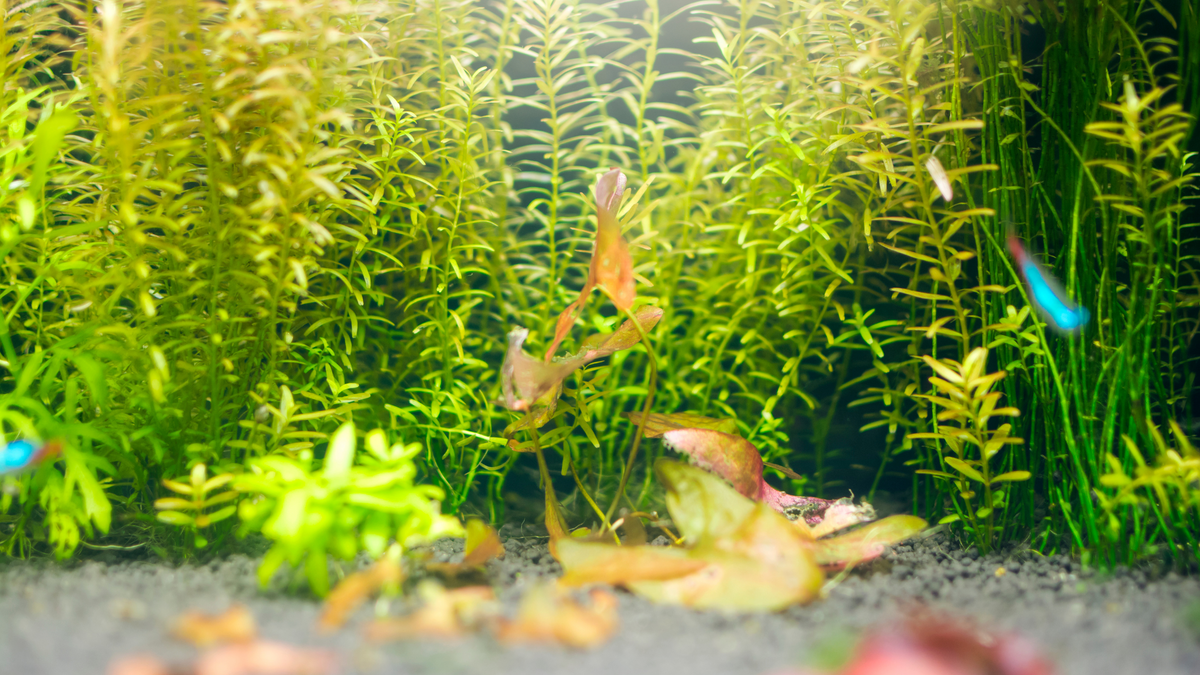 FOREGROUND PLANTS – Terra Mater Gardens