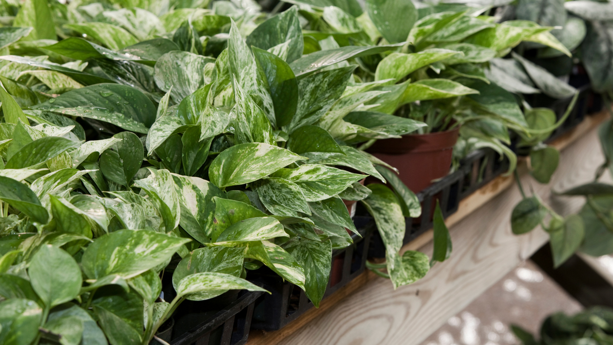 Pothos Indoor Plants – Terra Mater Gardens