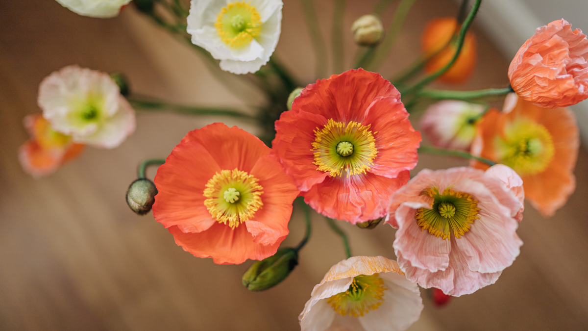 Poppy – Terra Mater Gardens