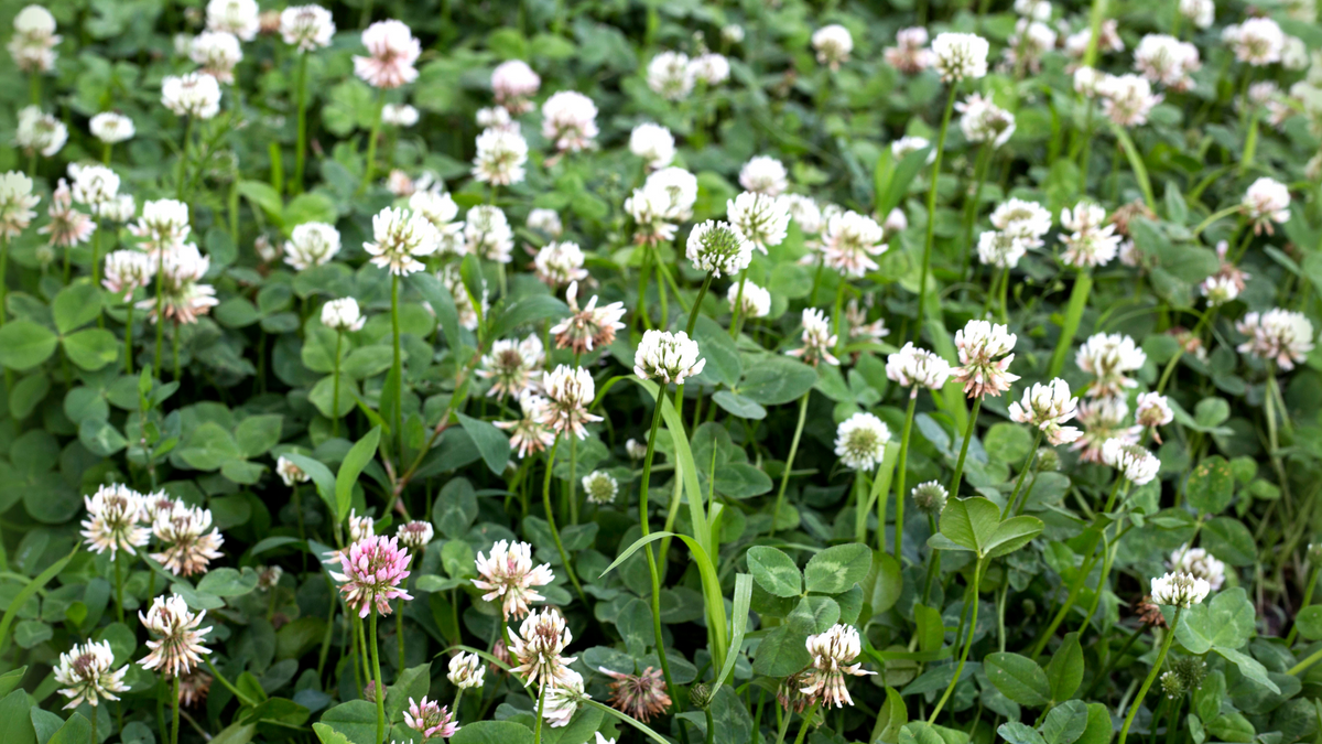 Clover – Terra Mater Gardens