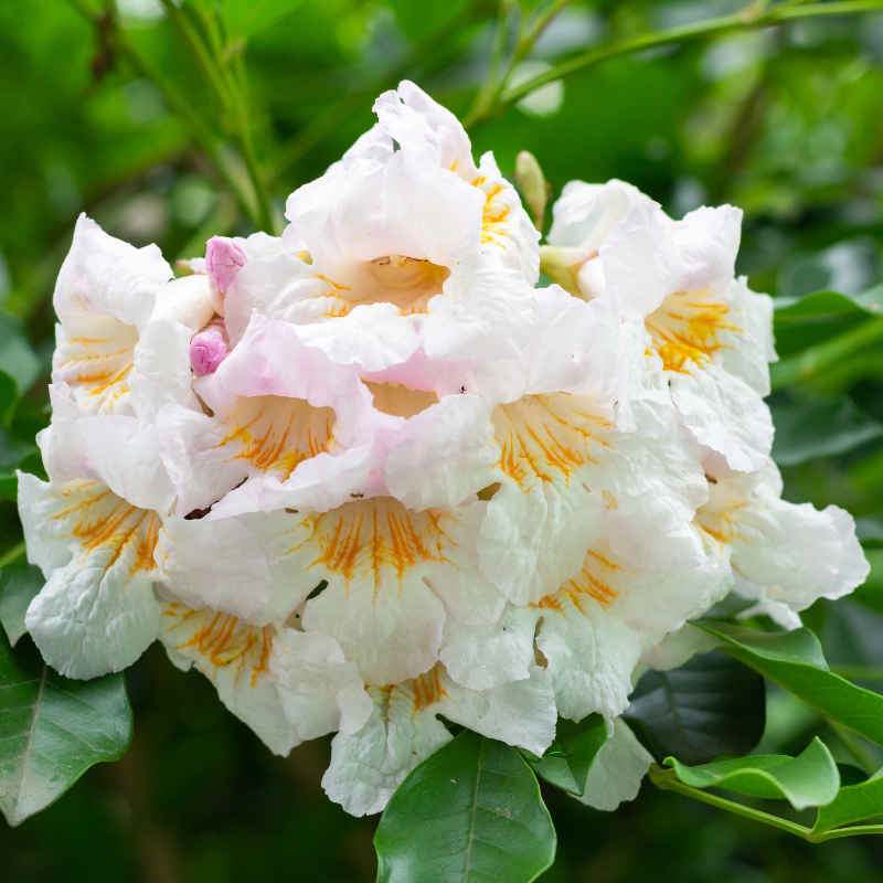 China Doll Tree Seeds (Radermachera sinica) – Fast-Growing Indoor Beau ...