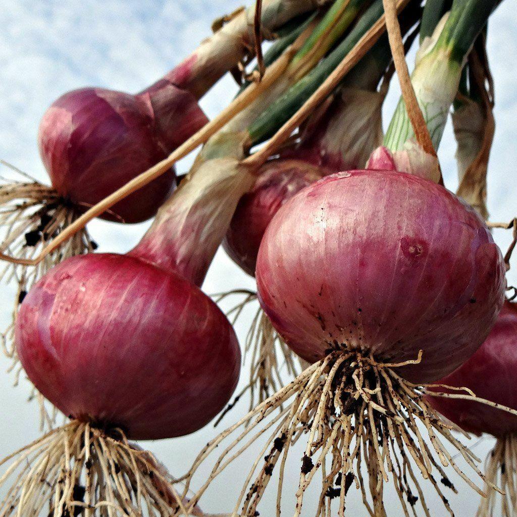 Organic Red Grano Onion 50+ Seeds (Allium cepa) – Mild, Sweet Red Onio ...
