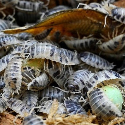 Dairy Cow Isopods (Porcellio laevis) - Active Isopods for Bioactive Te ...
