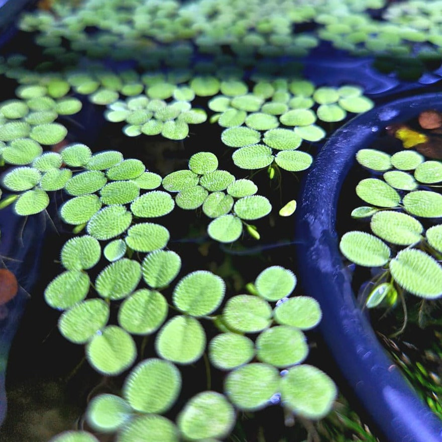 Water Spangles (Salvinia minima) –25-50 Live Floating Leaves for Aquar ...