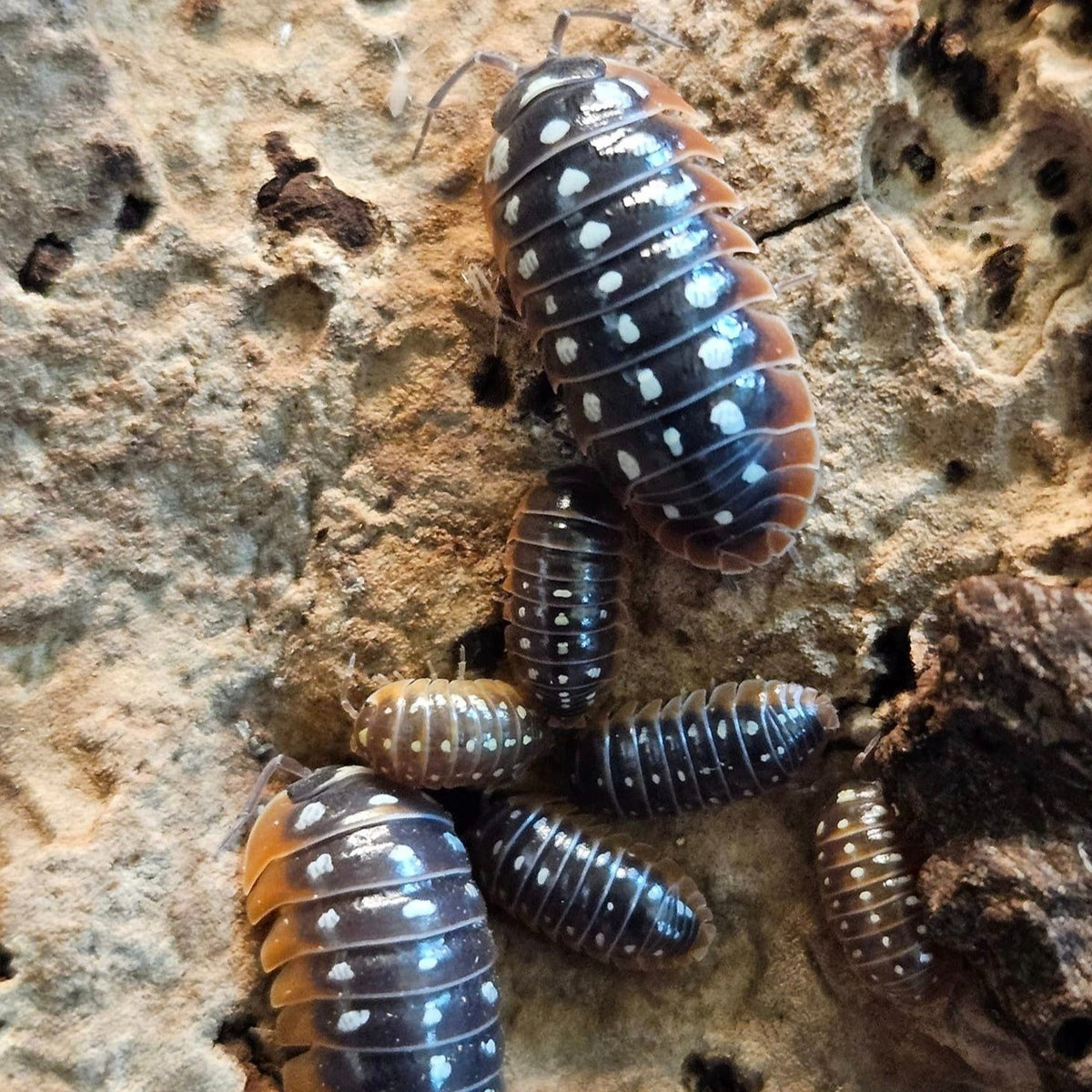 Dubrovnik Isopods (Armadillidium klugii) - Rare Isopods for Bioactive ...