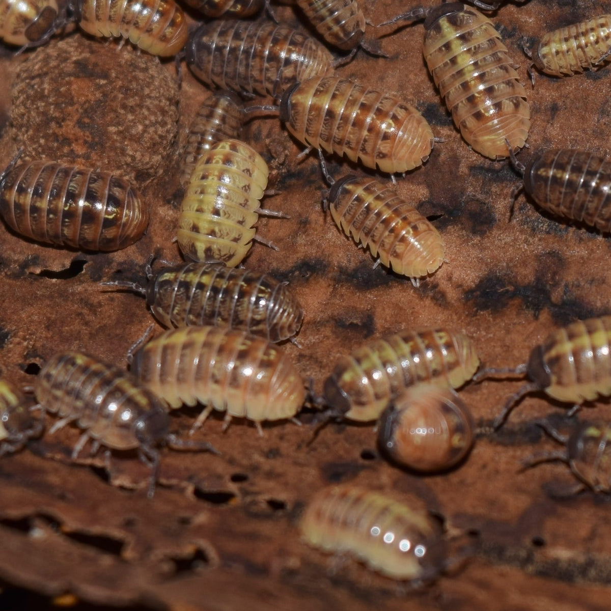 Punta Cana Isopods (Armadillidium sp.) – Live Isopods for Bioactive Te ...