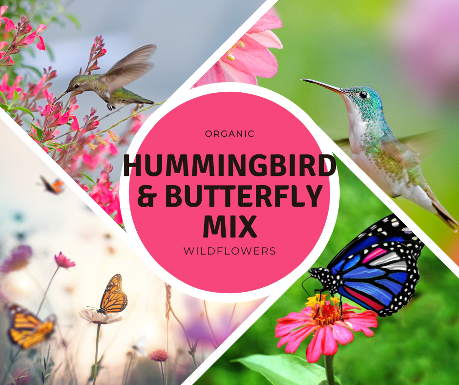 Hummingbird & Butterfly Wildflower Mix Organic Seeds – A vibrant blend ...