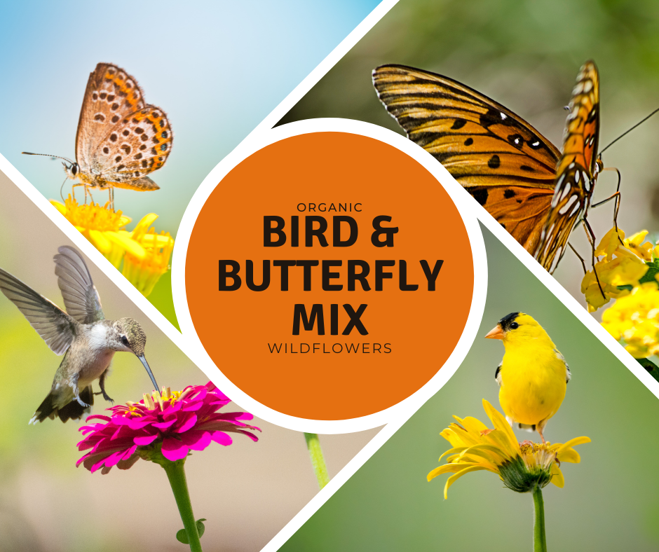 Organic Bird and Butterfly Wildflower Mix Seeds – 250+ Seeds for Polli ...