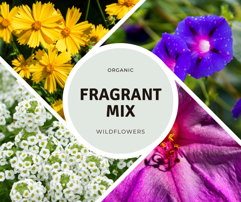 Wildflower Fragrant Mix Organic Seeds – A vibrant blend of aromatic wi ...