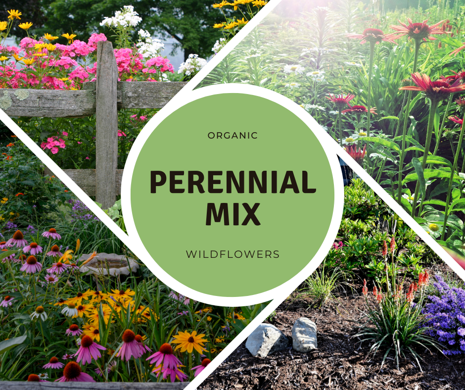 Wildflower Perennial Mix Organic Seeds – Hardy, long-lasting wildflowe ...