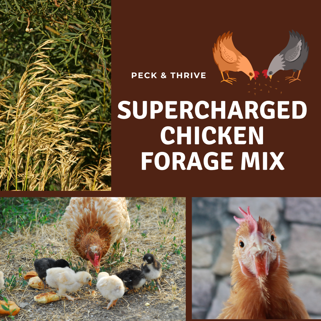 "Peck & Thrive" Supercharged Chicken Forage Mix – Nutrient-rich blend ...