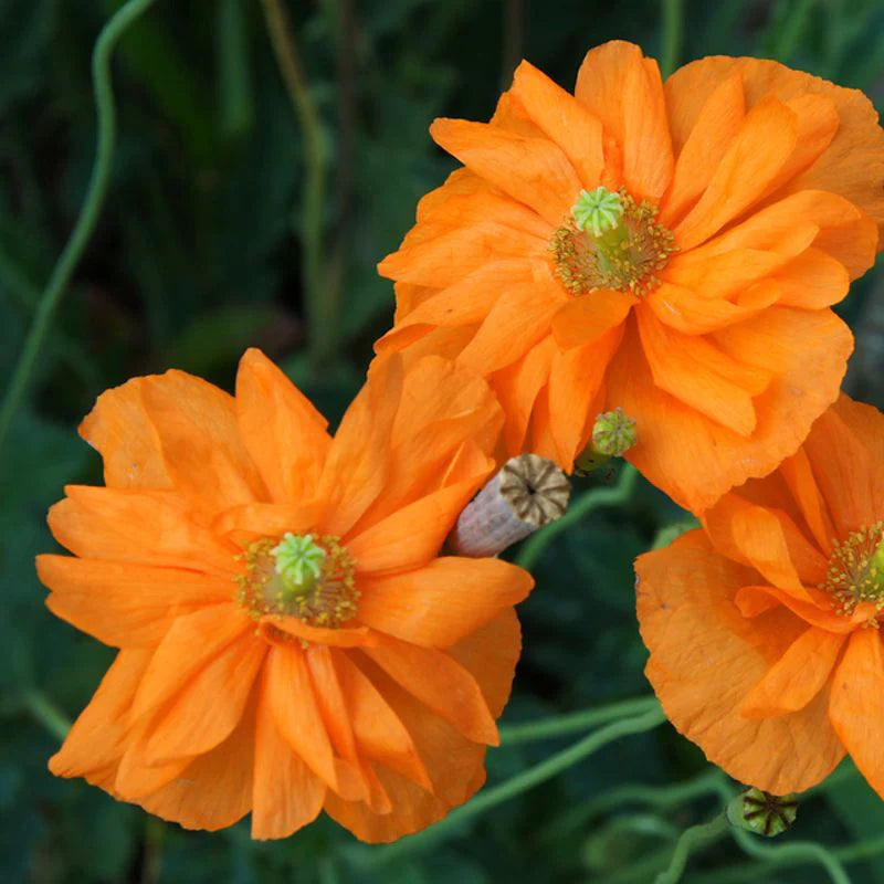 Organic Hairy Poppy Seeds (Papaver pilosum) – 20+ Seeds for Unique Tex ...