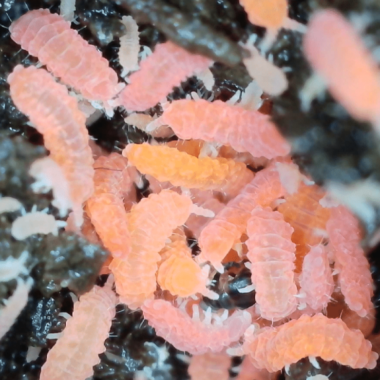 Orange Yuukianura Springtails (Aphorurides sp.) – Soil-burrowing sprin ...