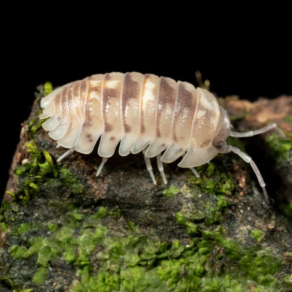 Marbleized Isopods (Armadillidium sp.) - Decorative Isopods for Bioact ...
