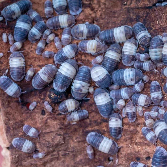 Panda King Isopods (Cubaris sp.) - Exotic Isopods for Bioactive Terrar ...