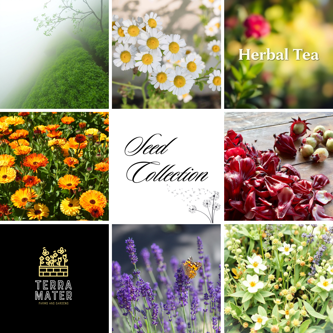 🍵 Herbal Tea Seed Collection – Grow & Brew Your Own Soothing Teas ...