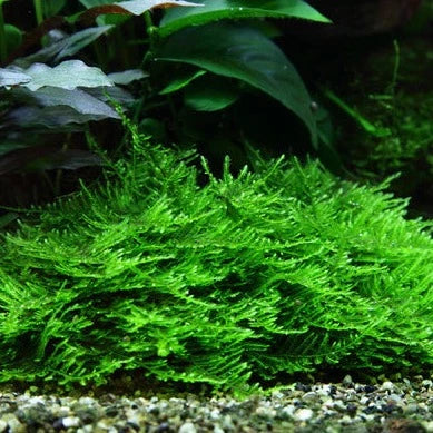 Spiky Moss (Taxiphyllum) – Live Moss for Aquariums, Terrariums, and Na ...