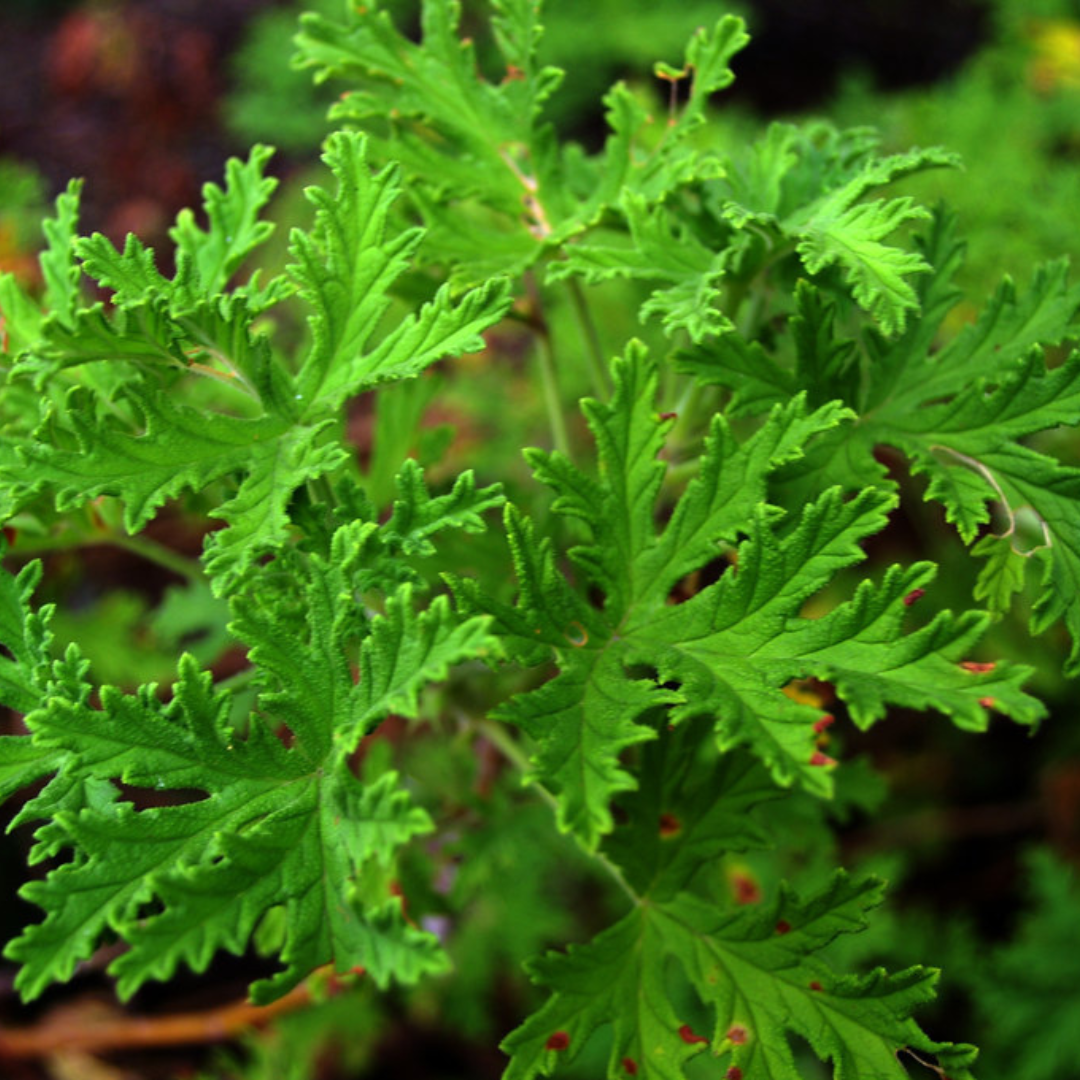 Citronella Plant Plug (Pelargonium citrosum) – Mosquito-Repelling Citr ...