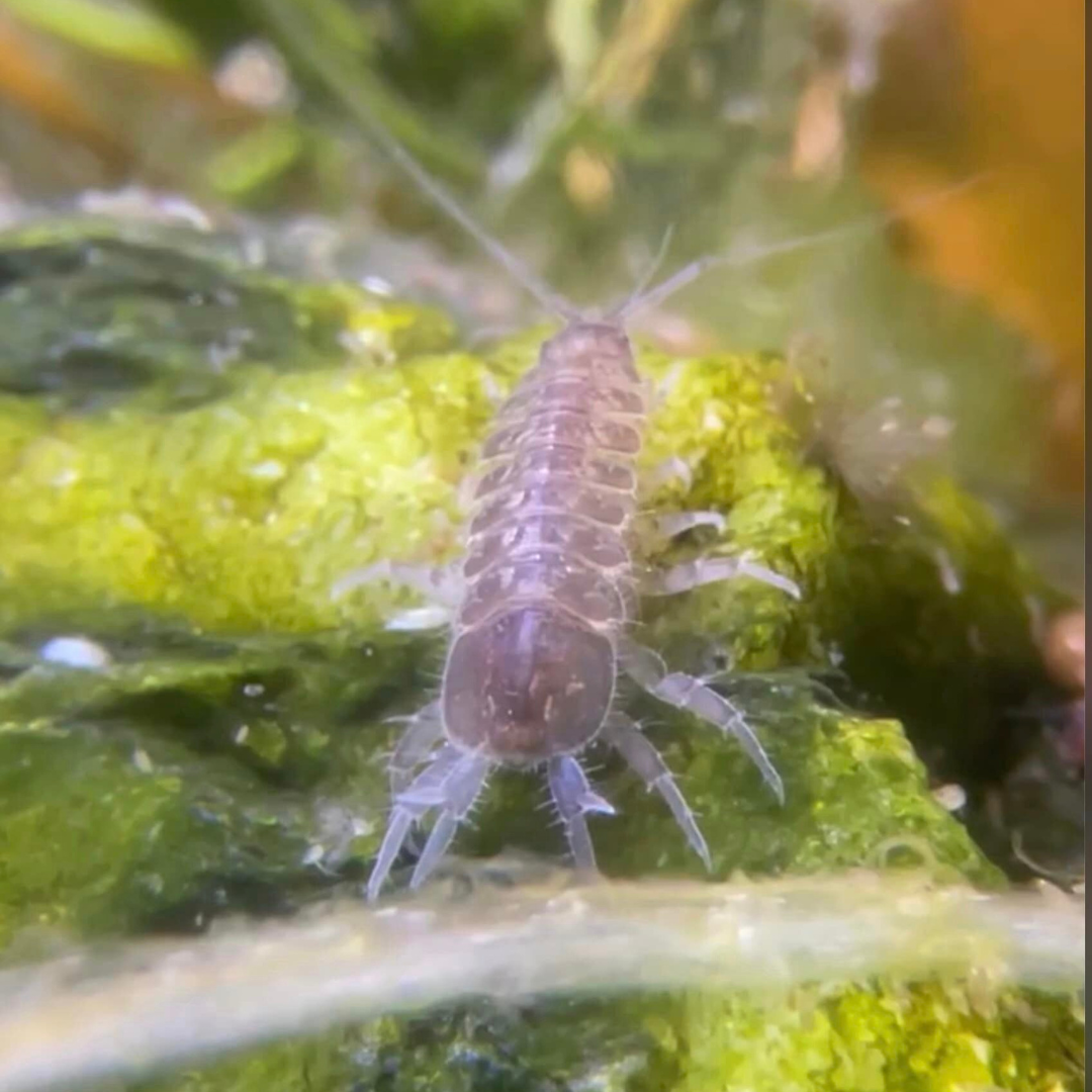 Aquatic Isopods "Water Lice" (Asellus aquaticus) – Freshwater Clean-Up ...