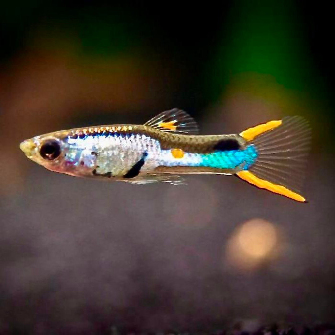 N-Class El Silverado Endlers (Poecilia wingei) – Pure Bred, Bright Met ...