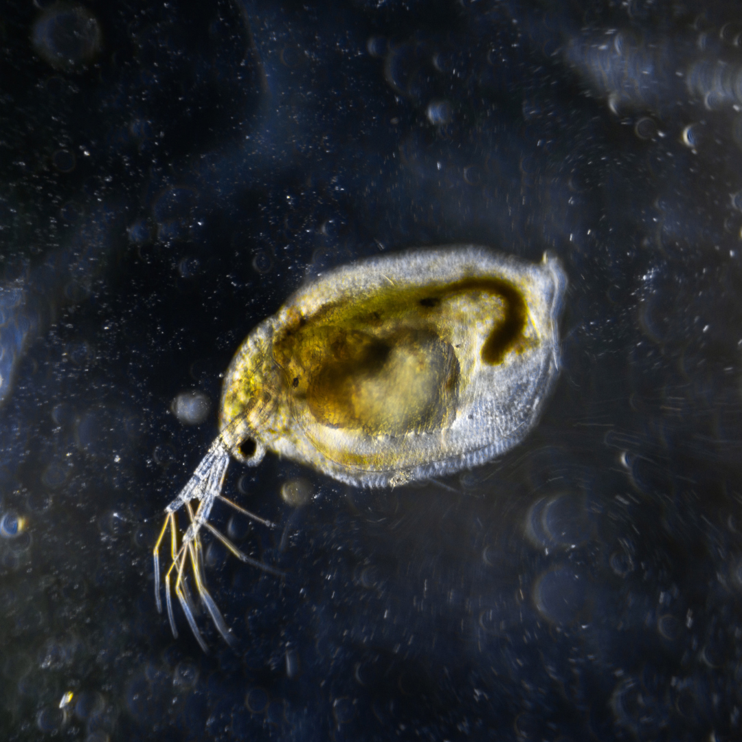 Daphnia "Water Fleas" (Daphnia magna) – Essential Microfauna & Nutriti ...