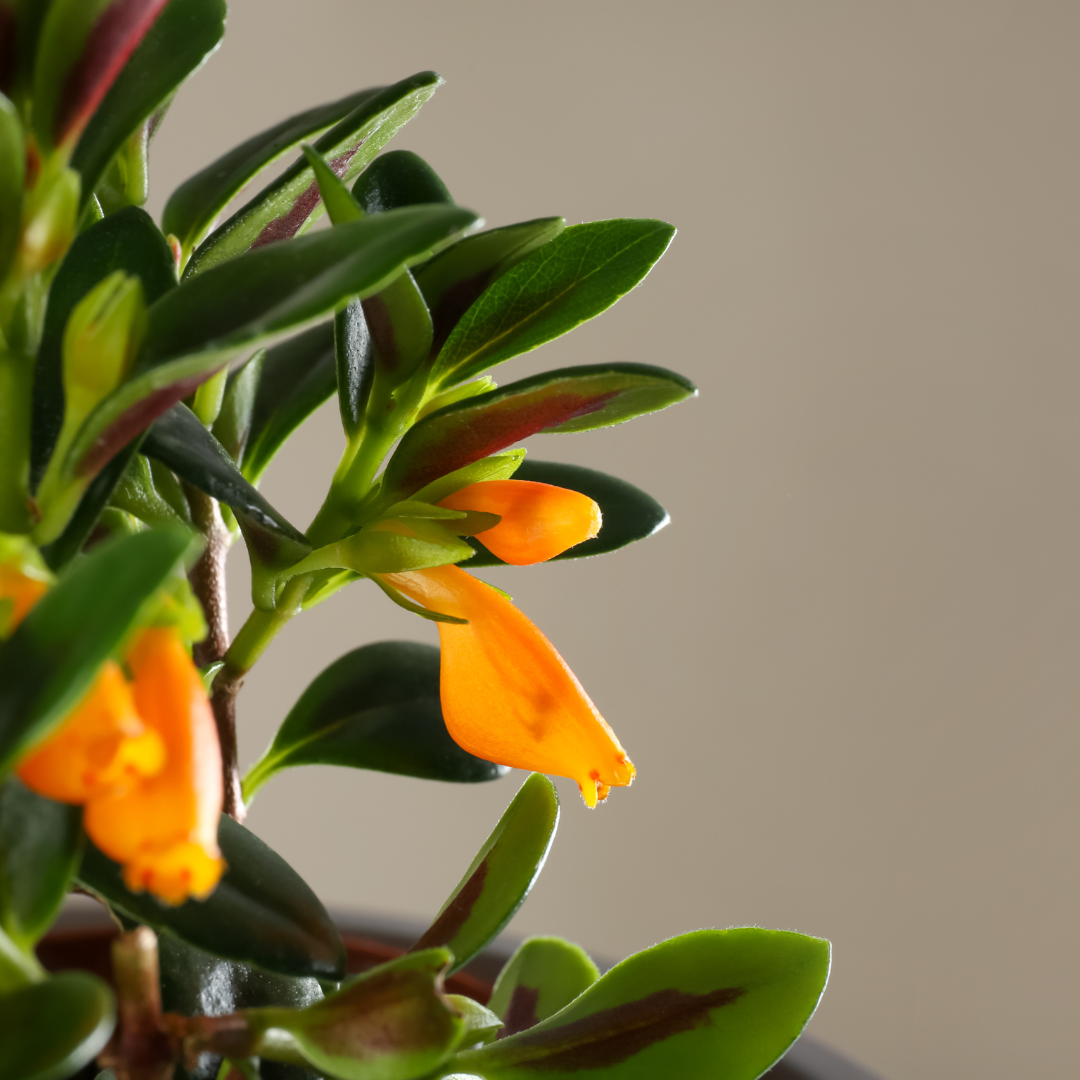 Goldfish Flower "Goldfish Plant" Plant Plug(Nematanthus gregarius) – E ...