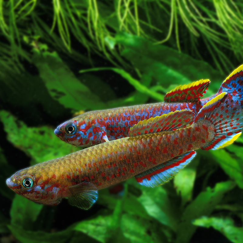 Gardneri Blue Killifish (Fundulopanchax gardneri) – Hardy Freshwater F ...