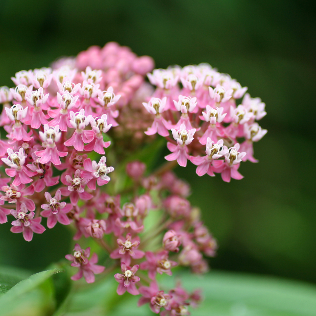 Swamp Milkweed (Asclepias incarnata) – Perennial Monarch Butterfly Hos ...