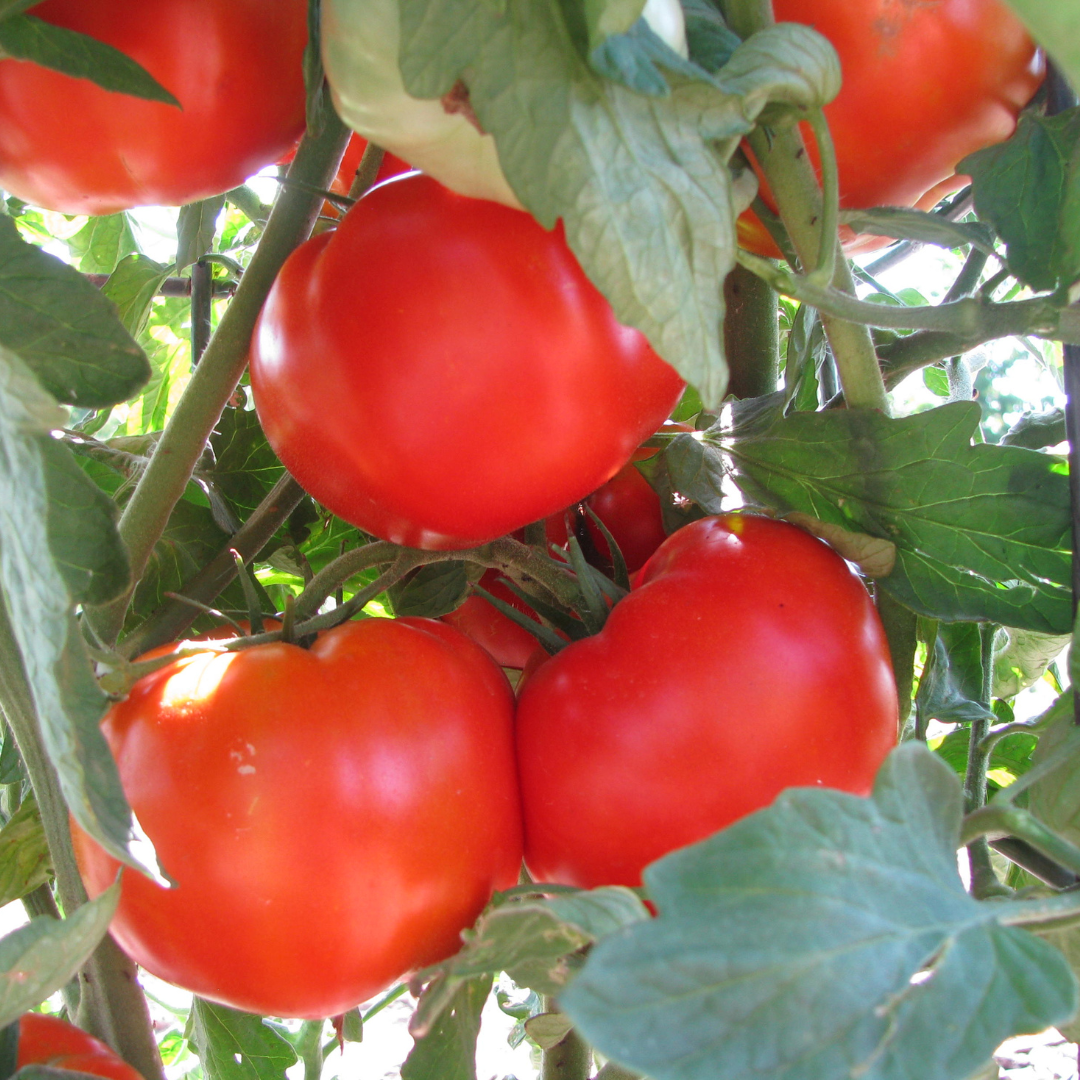 Organic Rutgers Tomato Seeds (Solanum lycopersicum) – 20+ seeds Heirlo ...