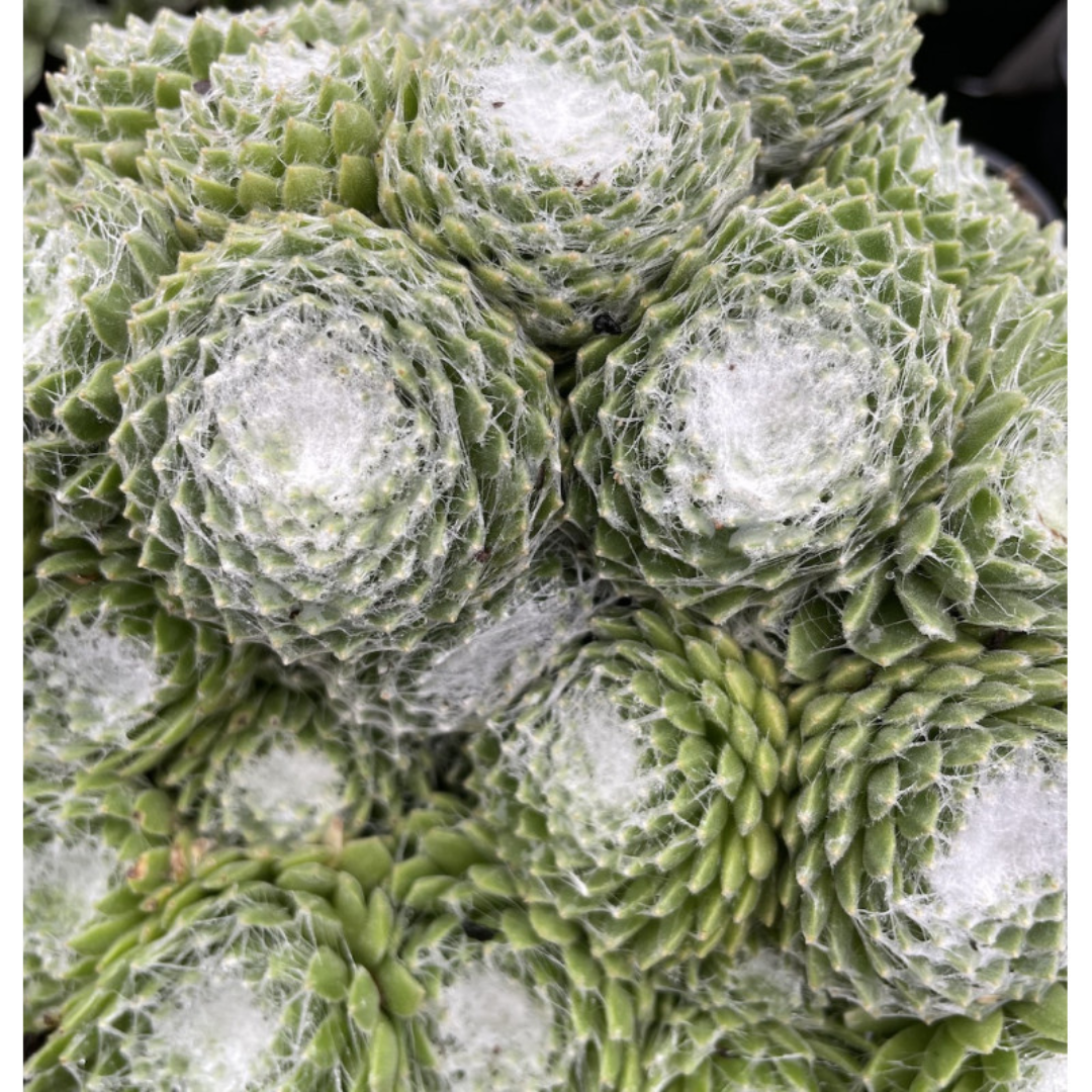 Arctic White Sempervivum Plant Plug (Sempervivum arachnoideum 'Coloroc ...