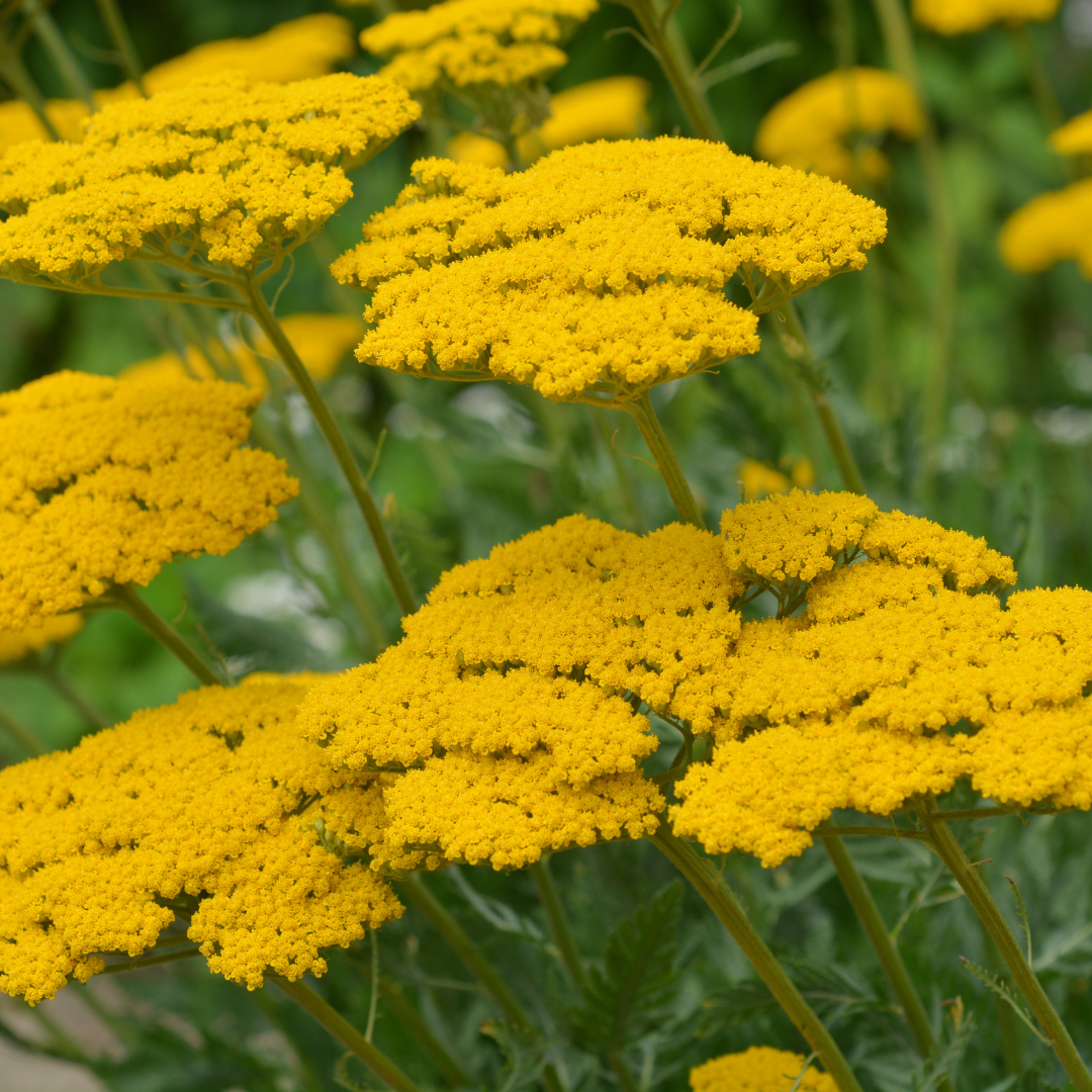 Organic Gold Yarrow 'Yellow Golden' Seeds (Achillea millefolium) – Har ...