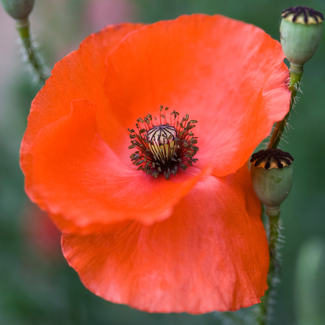 Organic Red Corn Poppy (Papaver rhoeas) Seeds – Minimum 50+ Seeds for ...