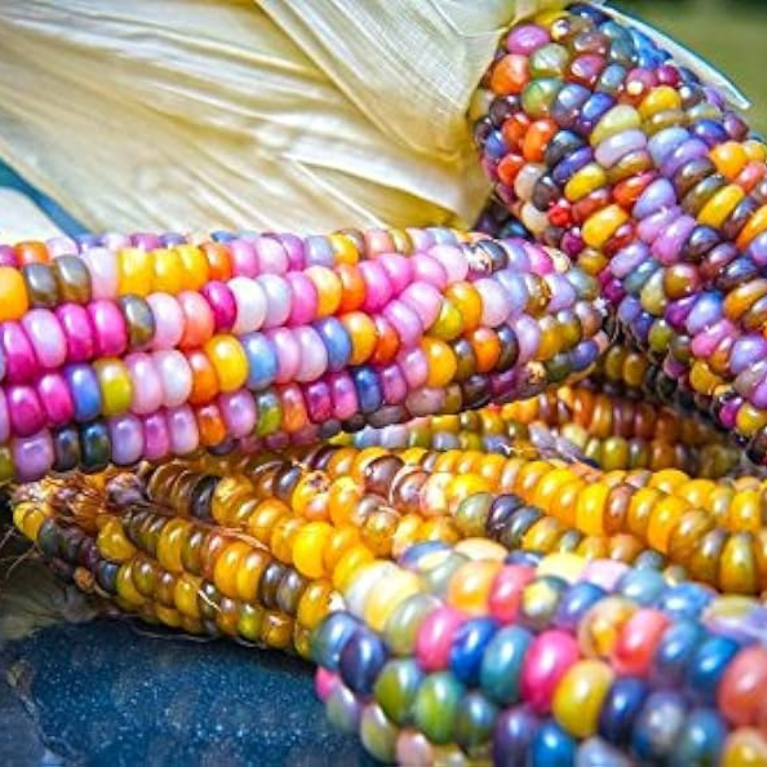 Rainbow Ornamental Corn Seeds (Zea mays) – Vibrant Multicolored Ears f ...