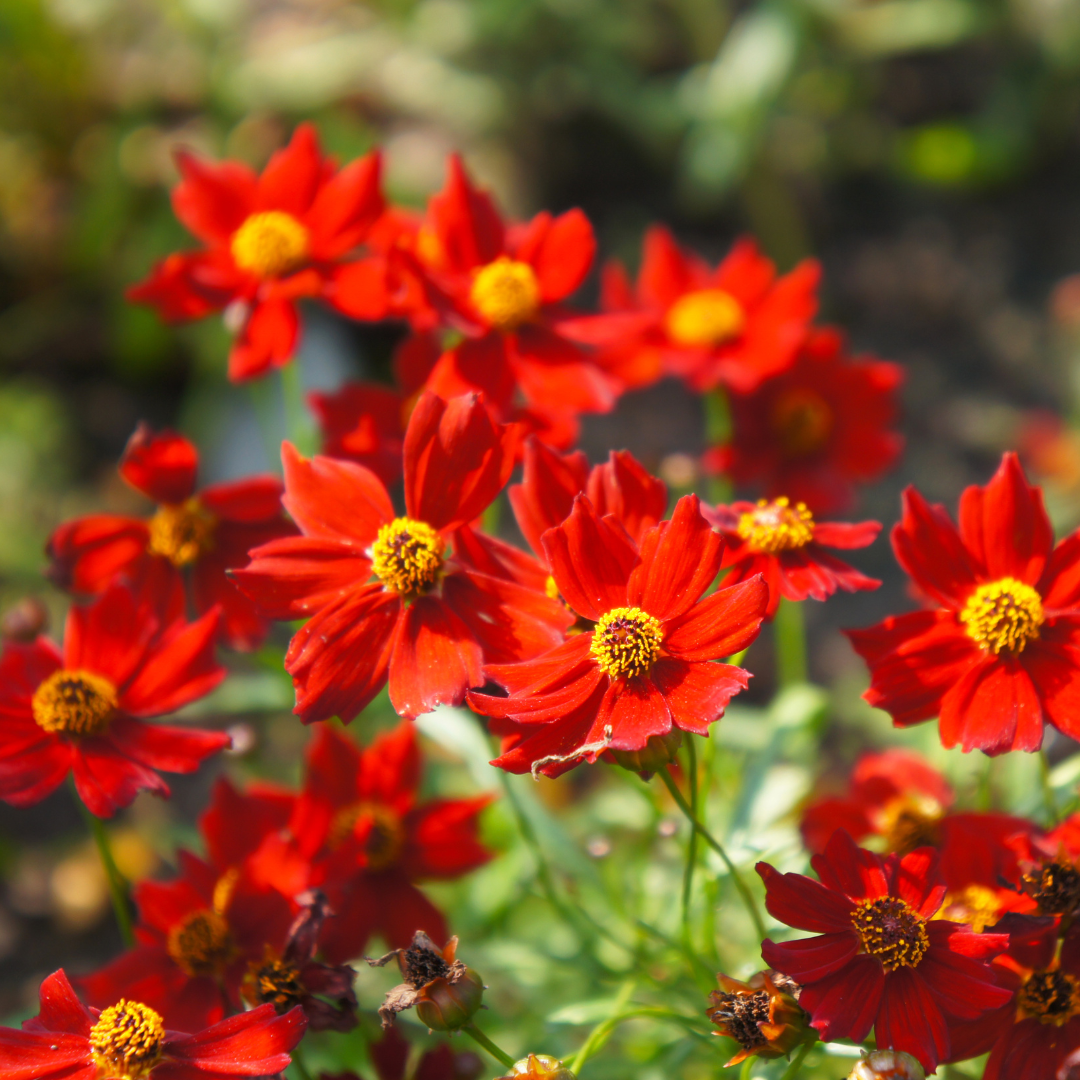 Organic Red Dwarf Plains Coreopsis (Coreopsis tinctoria) – 150+ Seeds ...