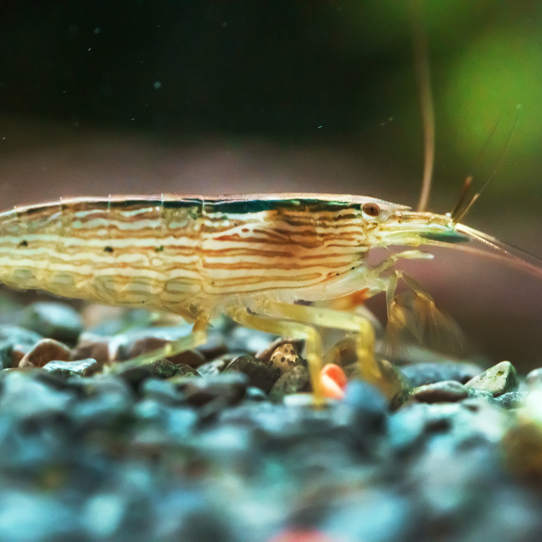 Bamboo Shrimp "Fan Shrimp" (Atyopsis moluccensis) – Unique Filter-Feed ...