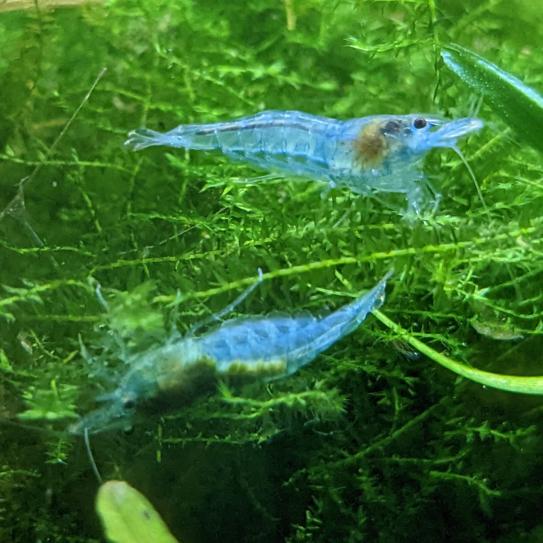 Jelly Blue Shrimp (Neocaridina davidi) – Beautiful Freshwater Dwarf Sh ...